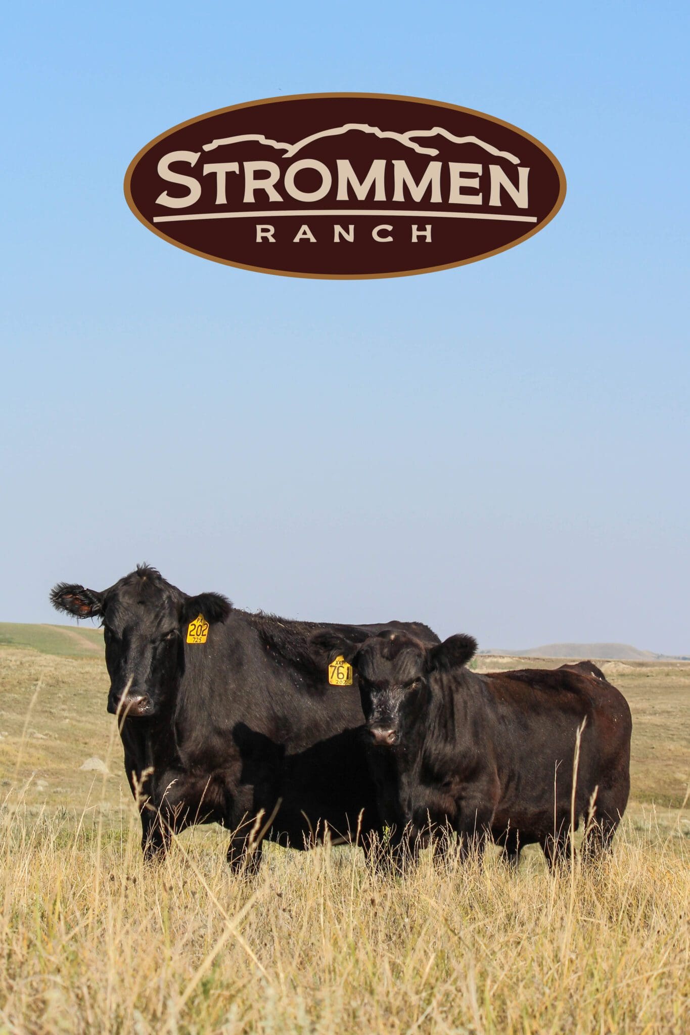 BULL SALE | Angus Bulls For Sale by Strommen Ranch