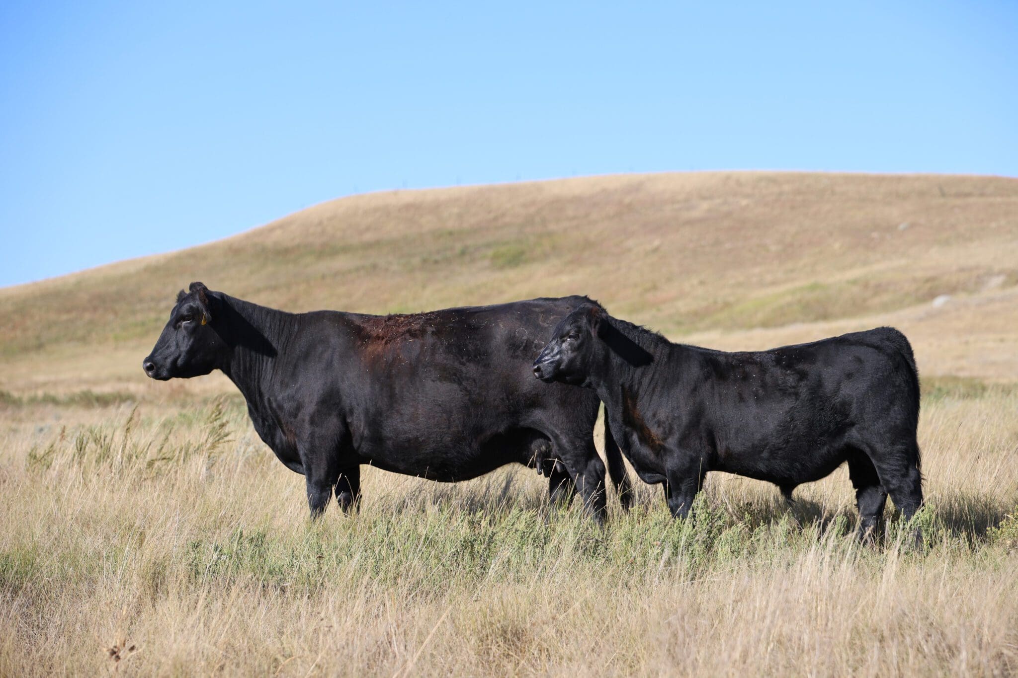 BULL SALE | Angus Bulls For Sale by Strommen Ranch