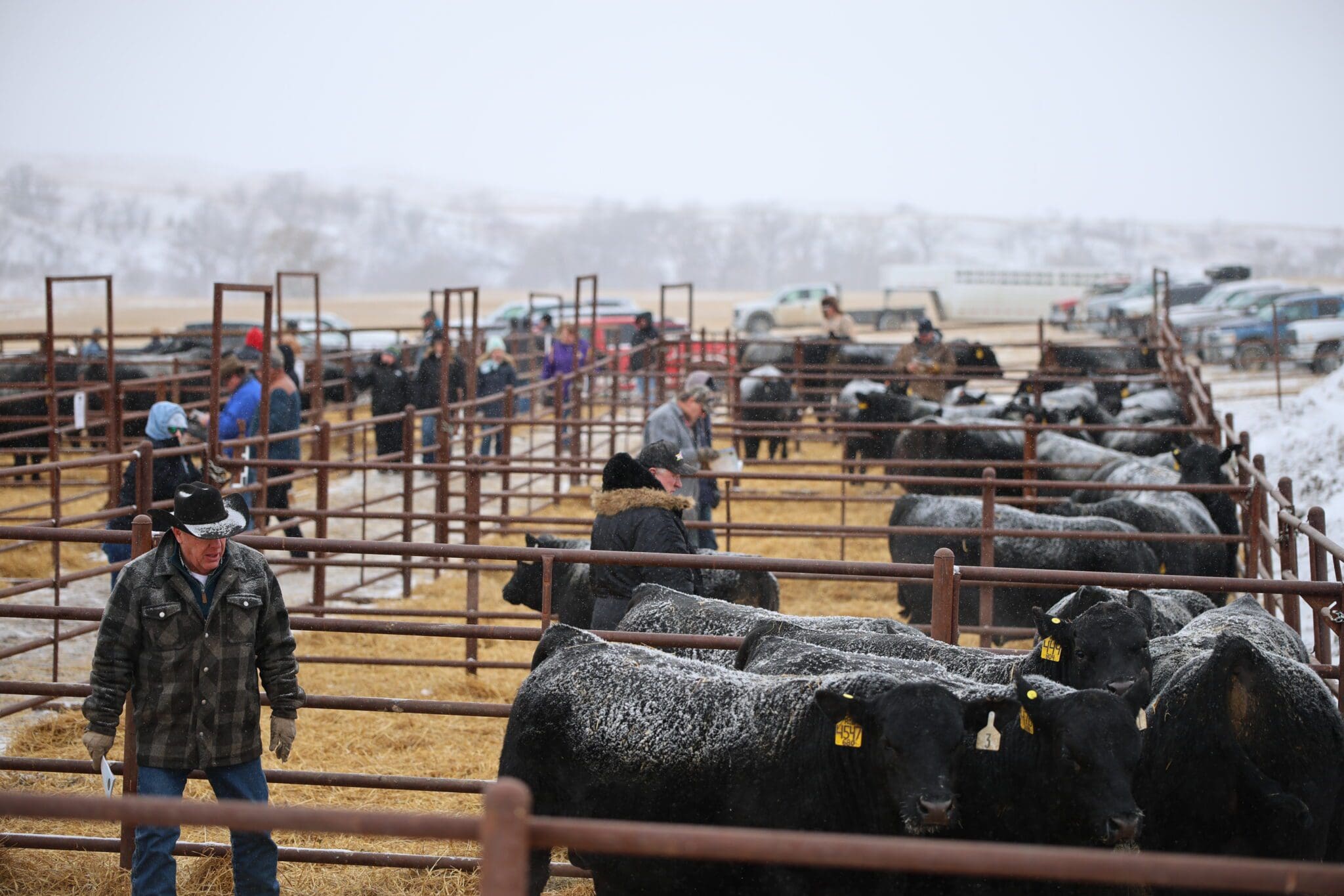 BULL SALE | Angus Bulls For Sale by Strommen Ranch